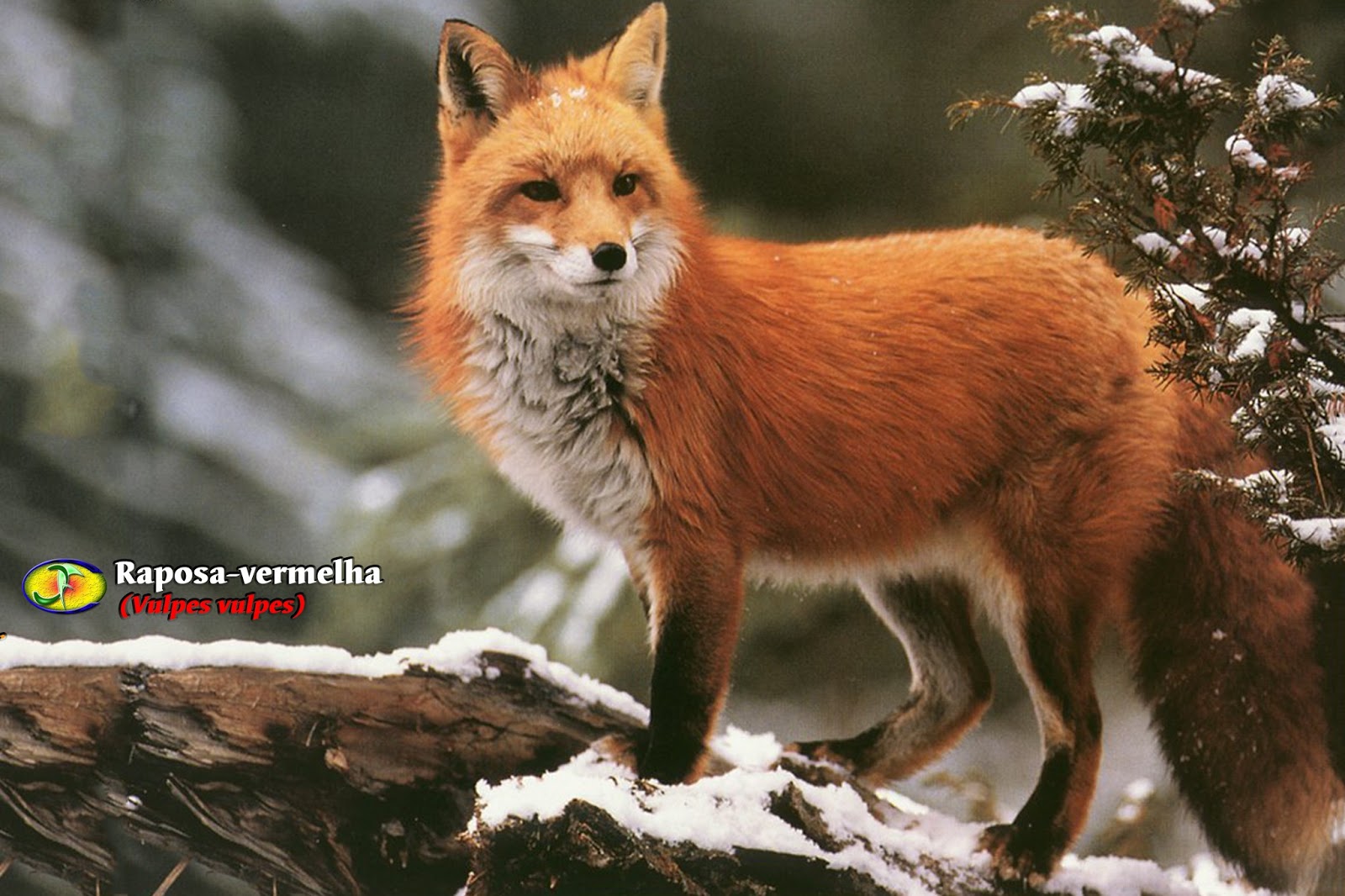 Zoologia: Raposa-vermelha (Vulpes vulpes)
